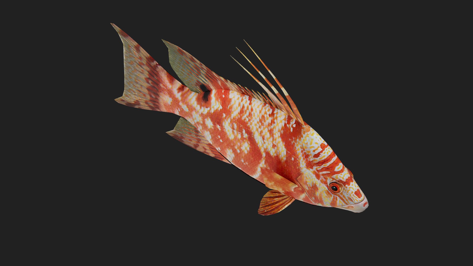 3D Model Hogfish - TurboSquid 2119457