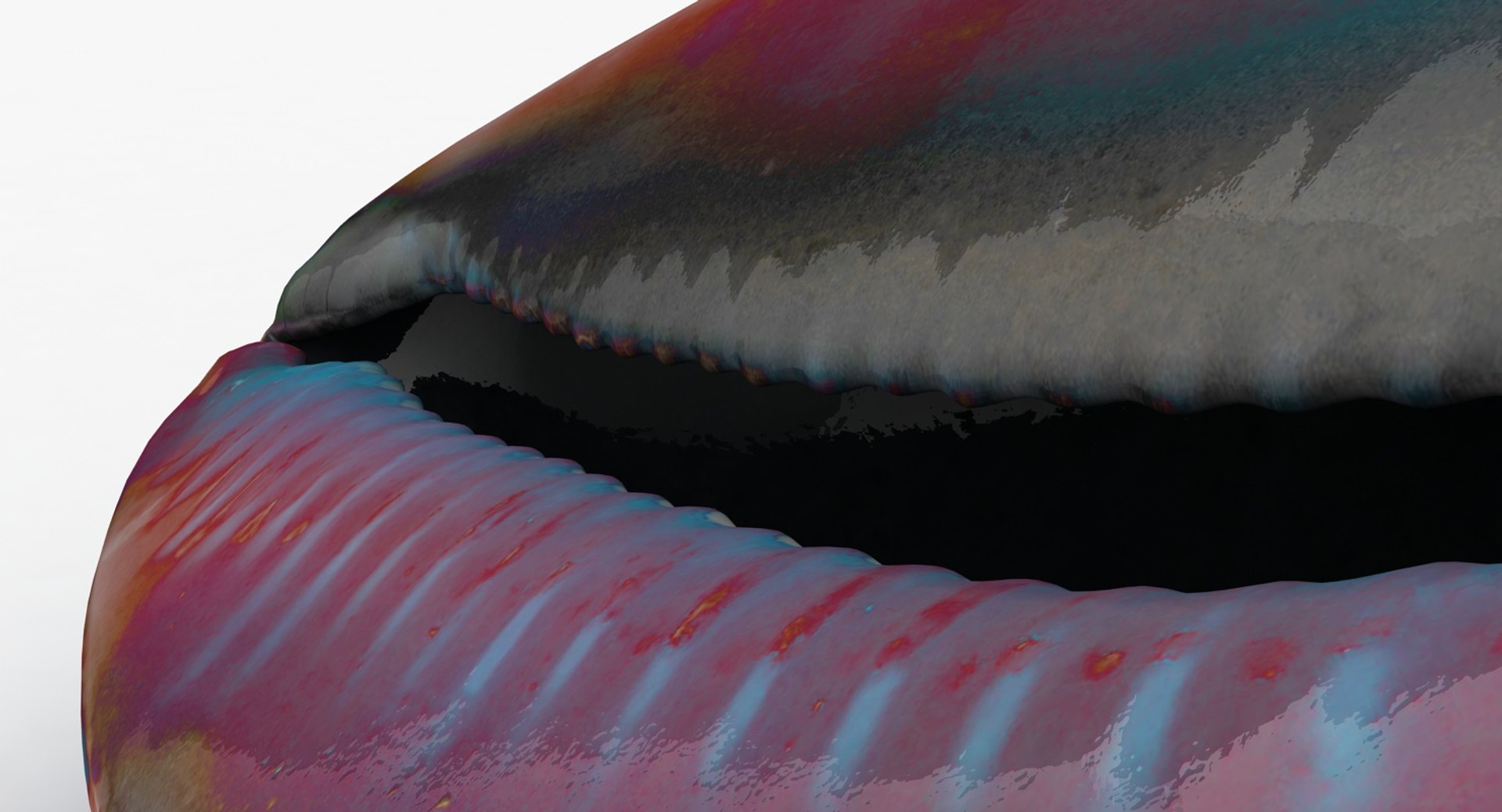 Realistic sea shell set 3D model - TurboSquid 1150999