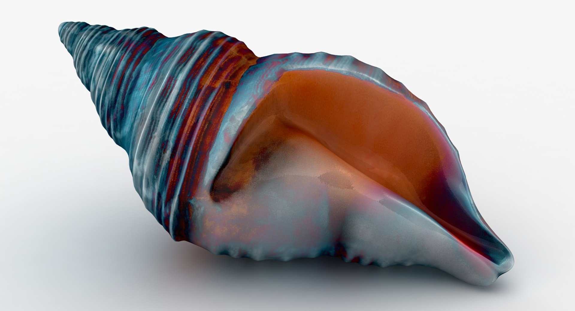 Realistic sea shell set 3D model - TurboSquid 1150999