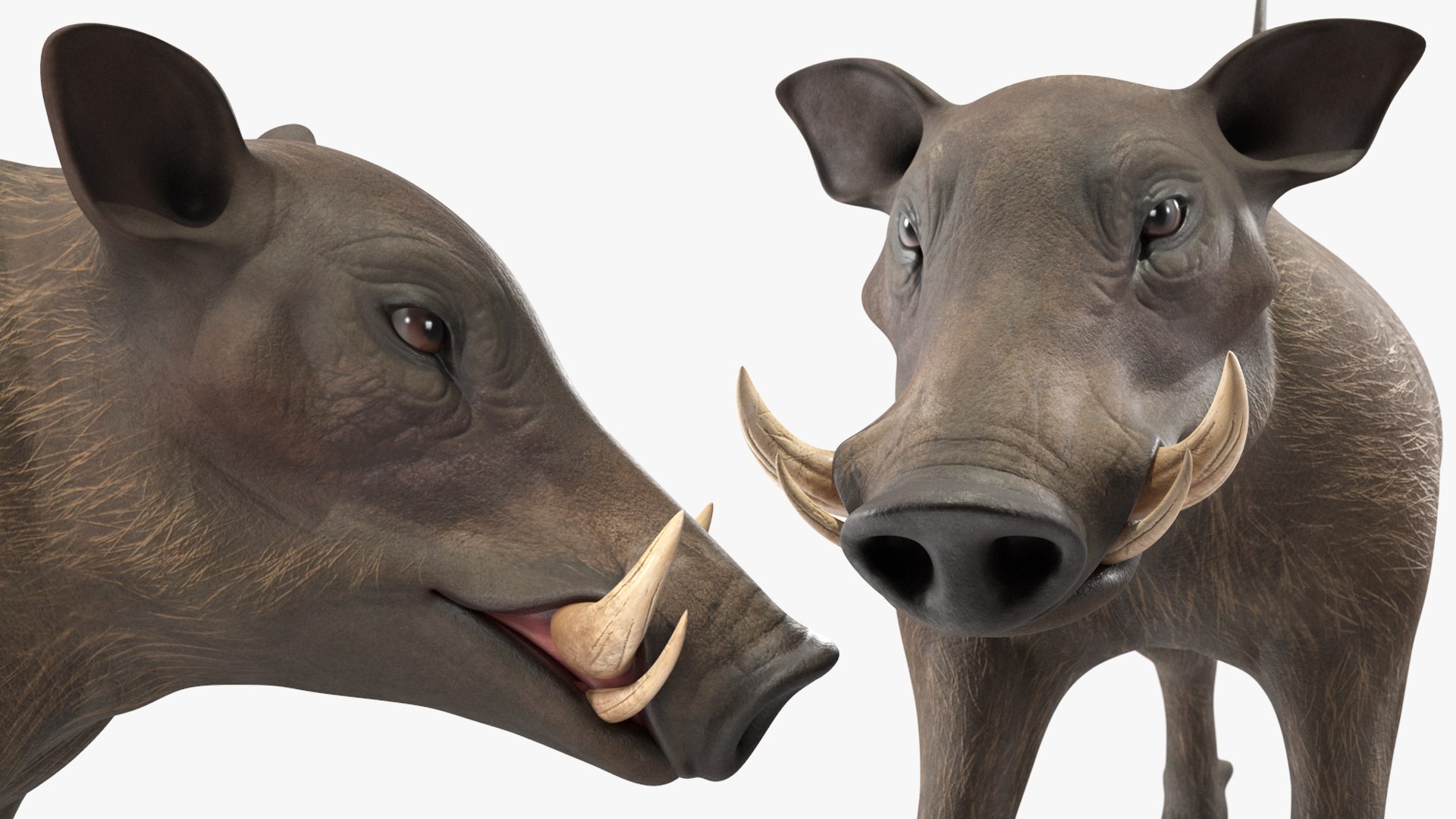 Phacochoerus Africanus Walking Pose Model - TurboSquid 2220684