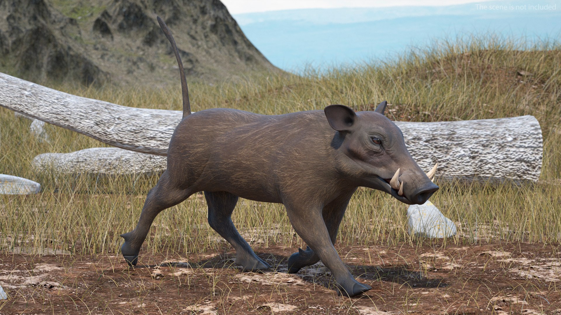 Phacochoerus Africanus Walking Pose Model - TurboSquid 2220684