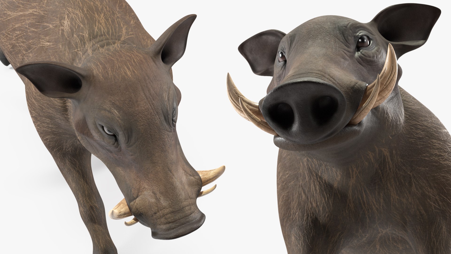Phacochoerus Africanus Walking Pose Model - TurboSquid 2220684