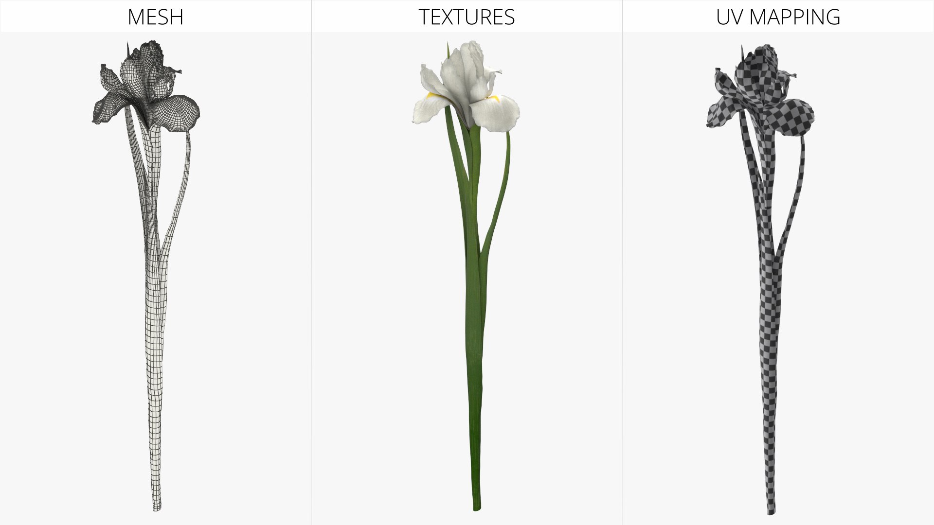 Blooming Iris White 3D Model - TurboSquid 2500664