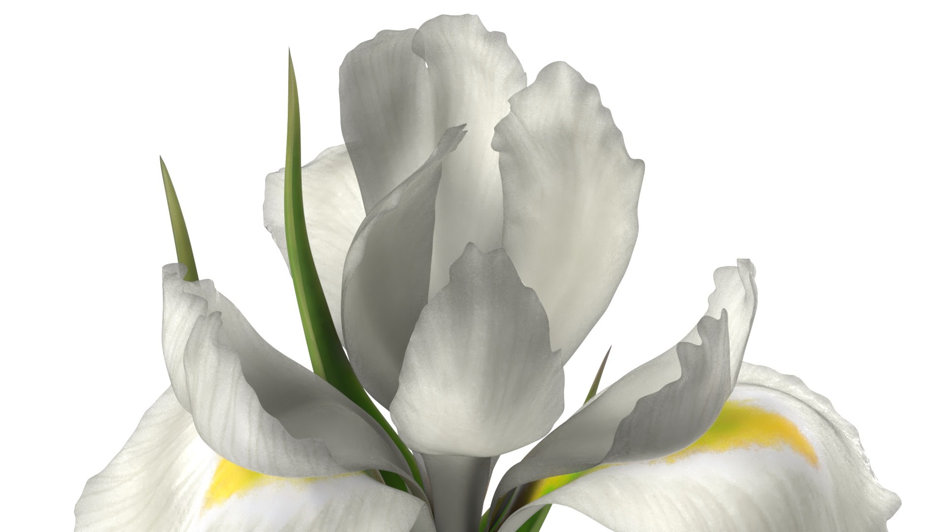Blooming Iris White 3D Model - TurboSquid 2500664