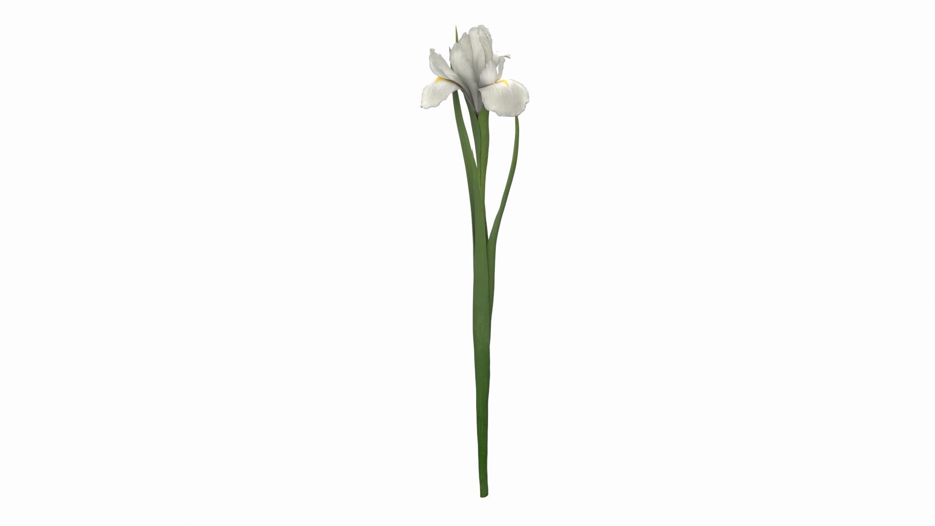 Blooming Iris White 3D Model - TurboSquid 2500664