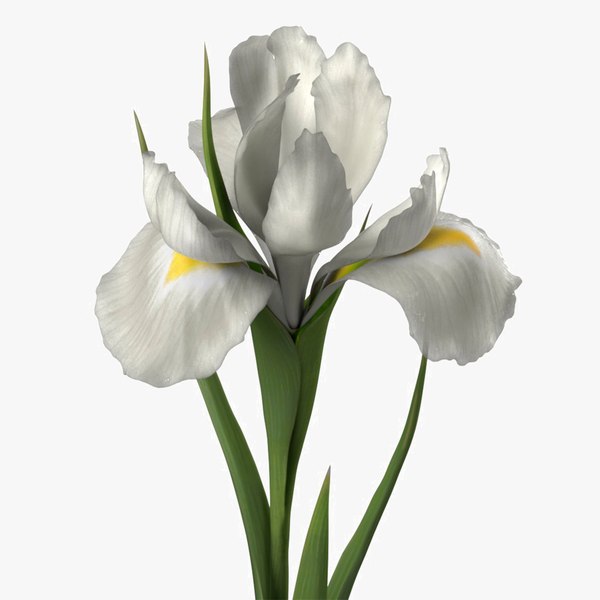 블루밍 아이리스 화이트 3D 모델 - TurboSquid 2500664