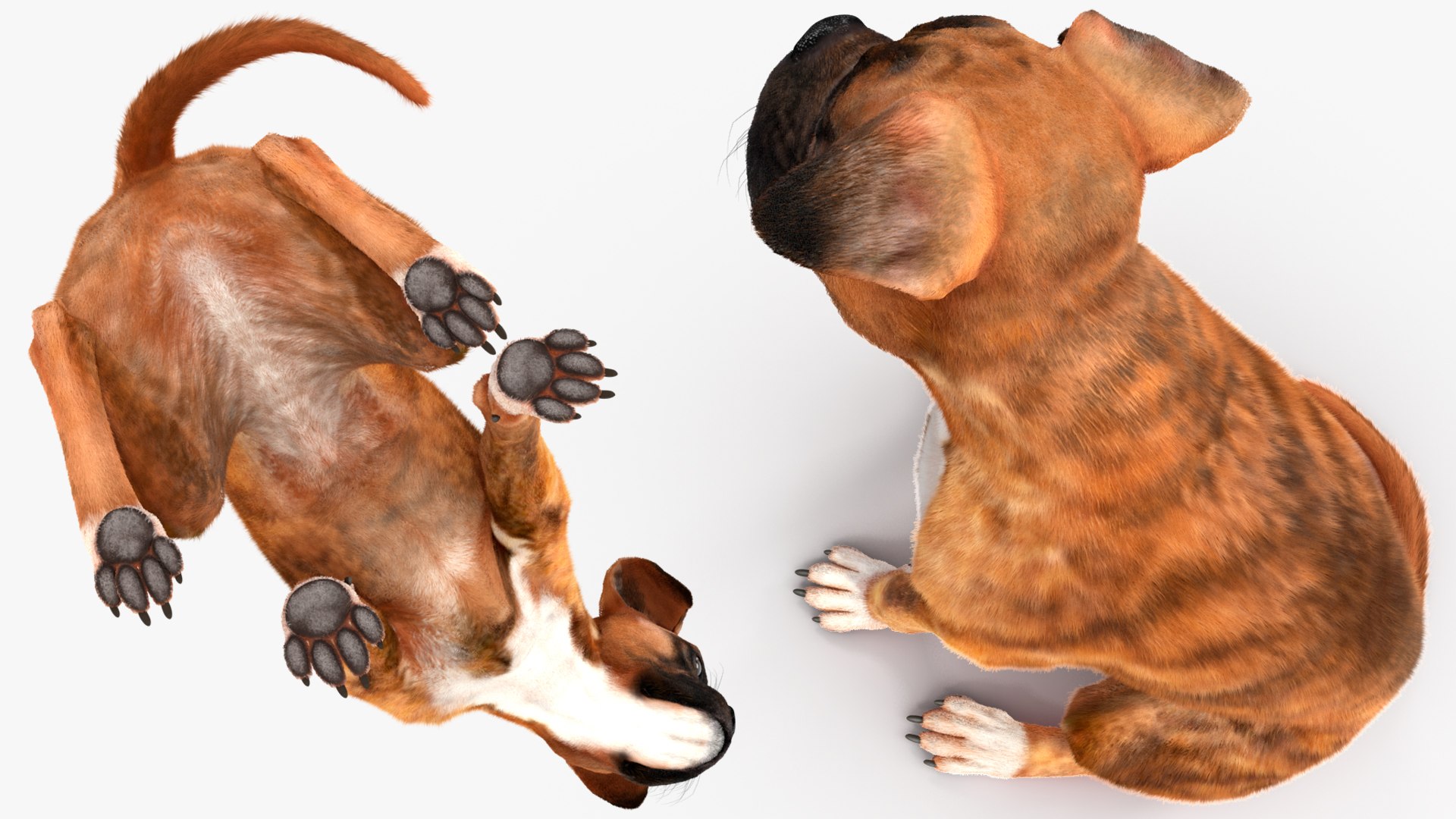 Sitting Dog Boxer Tiger Colored Fur 3D Model - TurboSquid 2250318