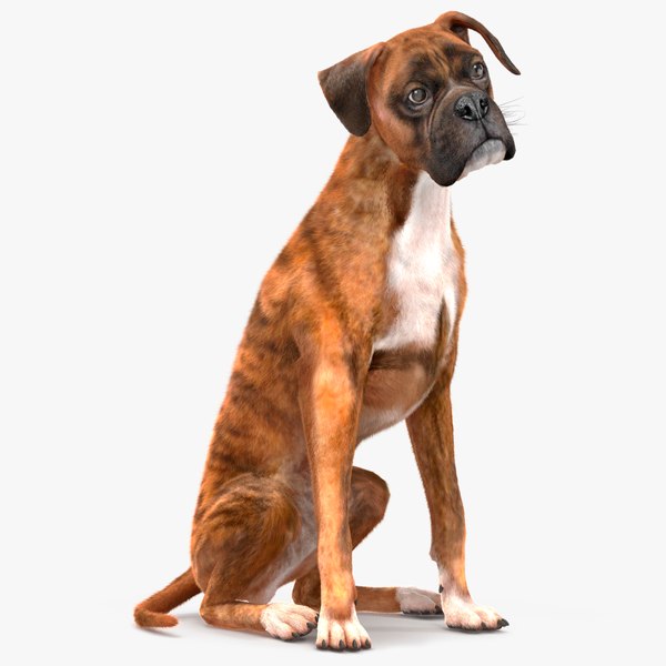 modelo 3d Perro Sentado Boxer Piel Color Tigre - TurboSquid 2250318