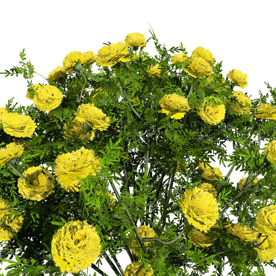 Low-Poly Marigold Deep Orange Mary Helen Model - TurboSquid 2193480