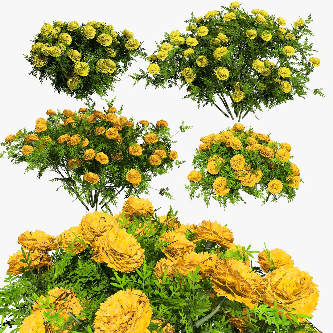 Low-Poly Marigold Deep Orange Mary Helen Model - TurboSquid 2193480