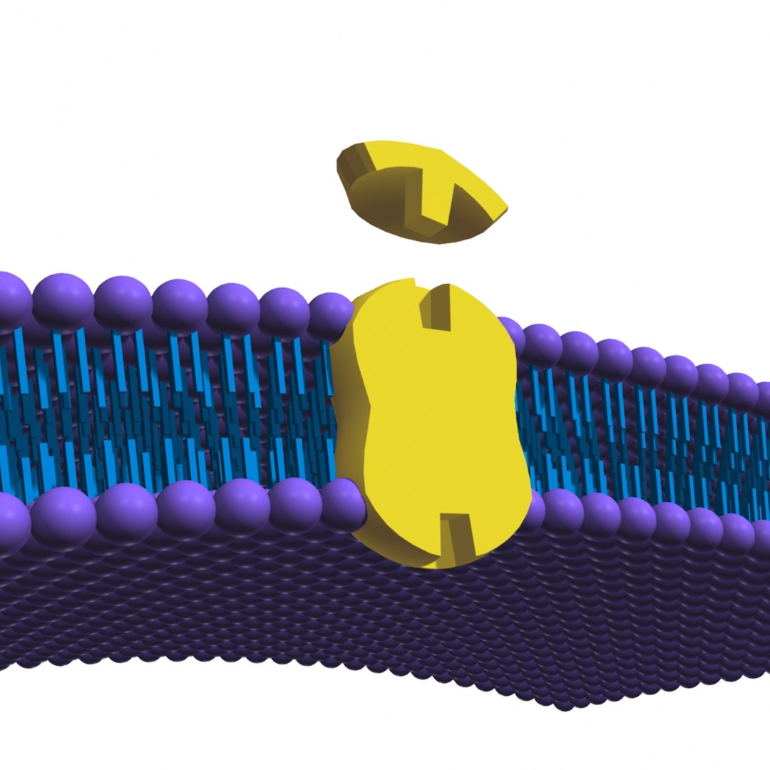 Cell Membrane 3d Model
