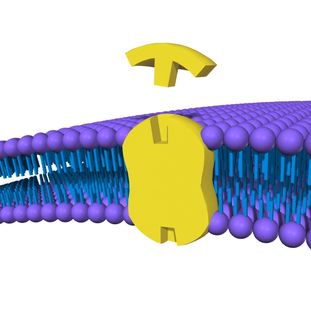 Cell Membrane 3d Model