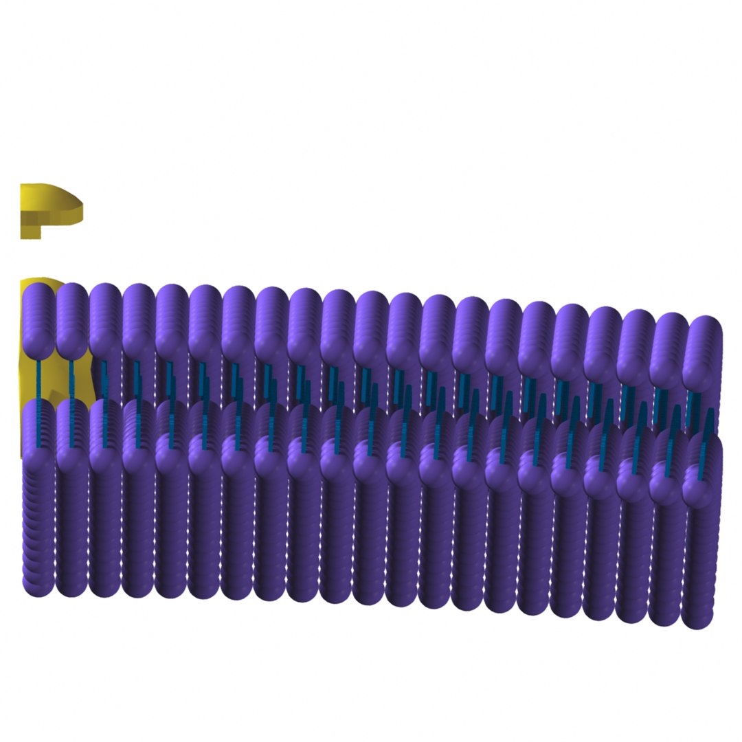 Cell Membrane 3d Model