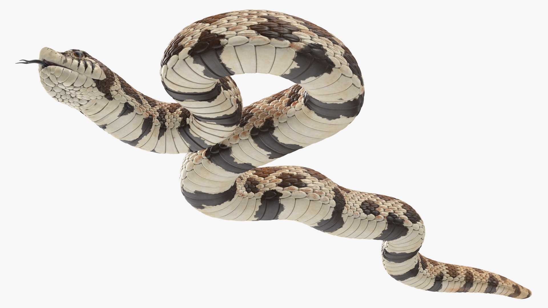 3D brown hognose snake coiled model - TurboSquid 1475427