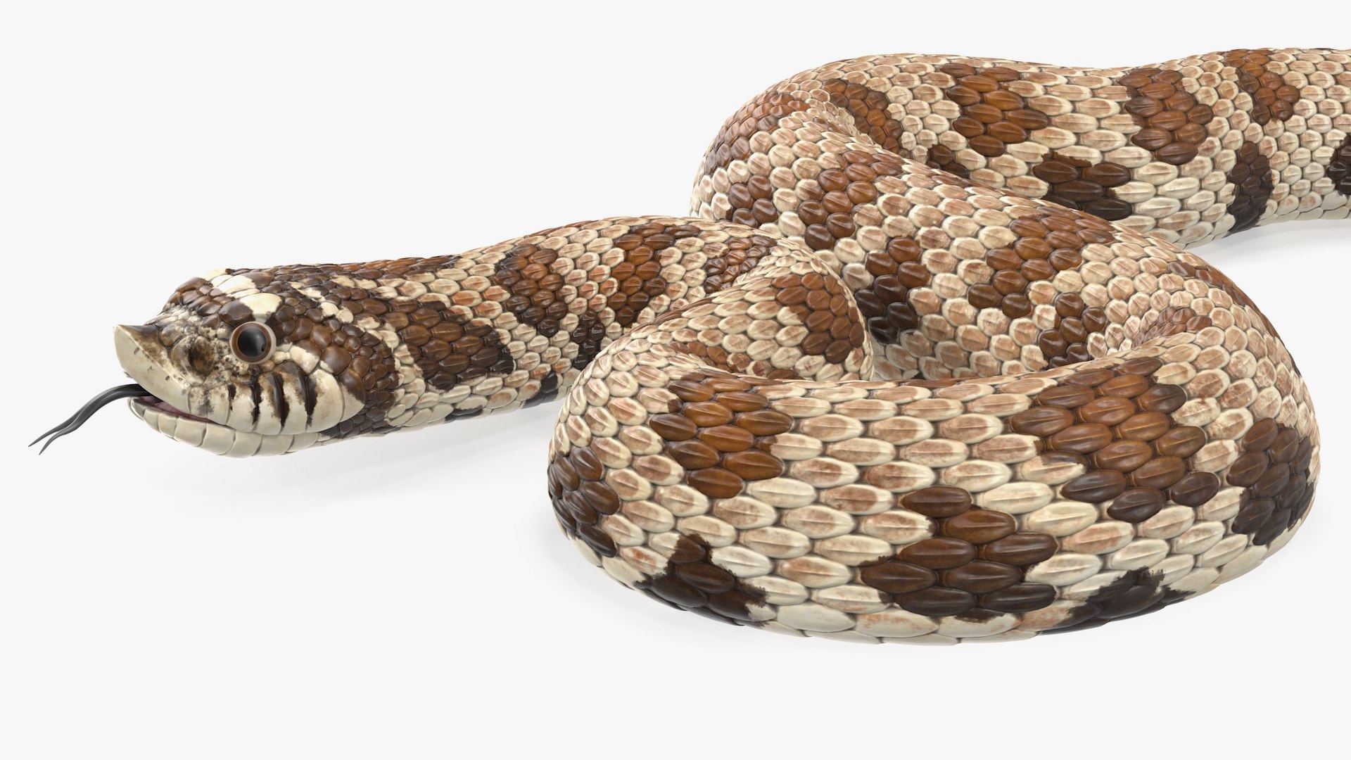 3D brown hognose snake coiled model - TurboSquid 1475427
