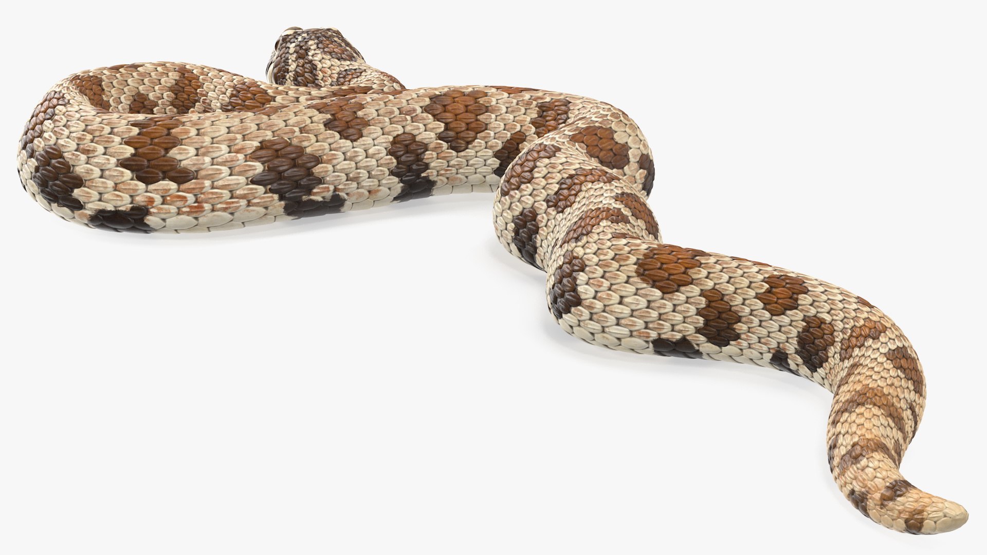3D brown hognose snake coiled model - TurboSquid 1475427