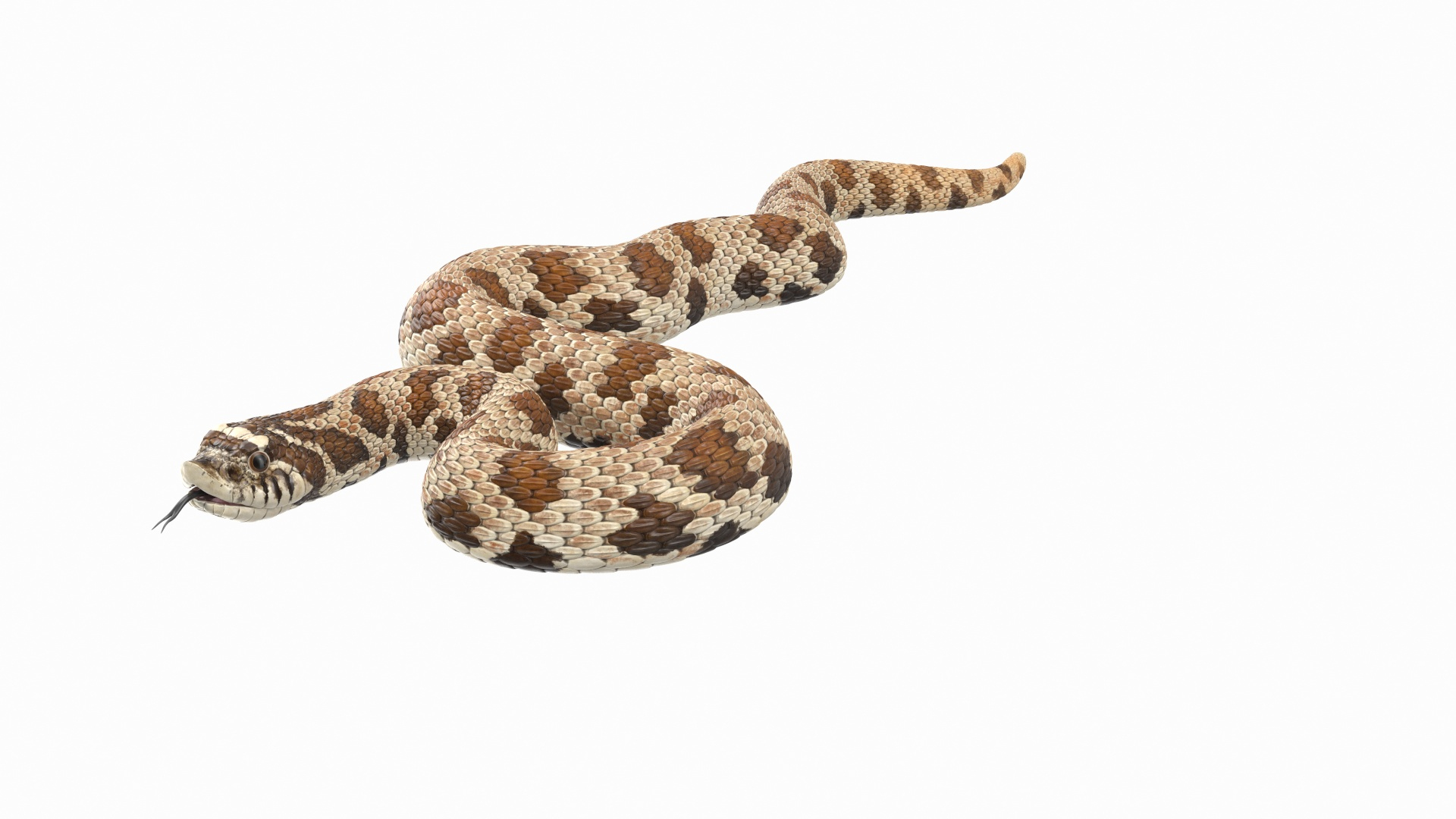 3D brown hognose snake coiled model - TurboSquid 1475427