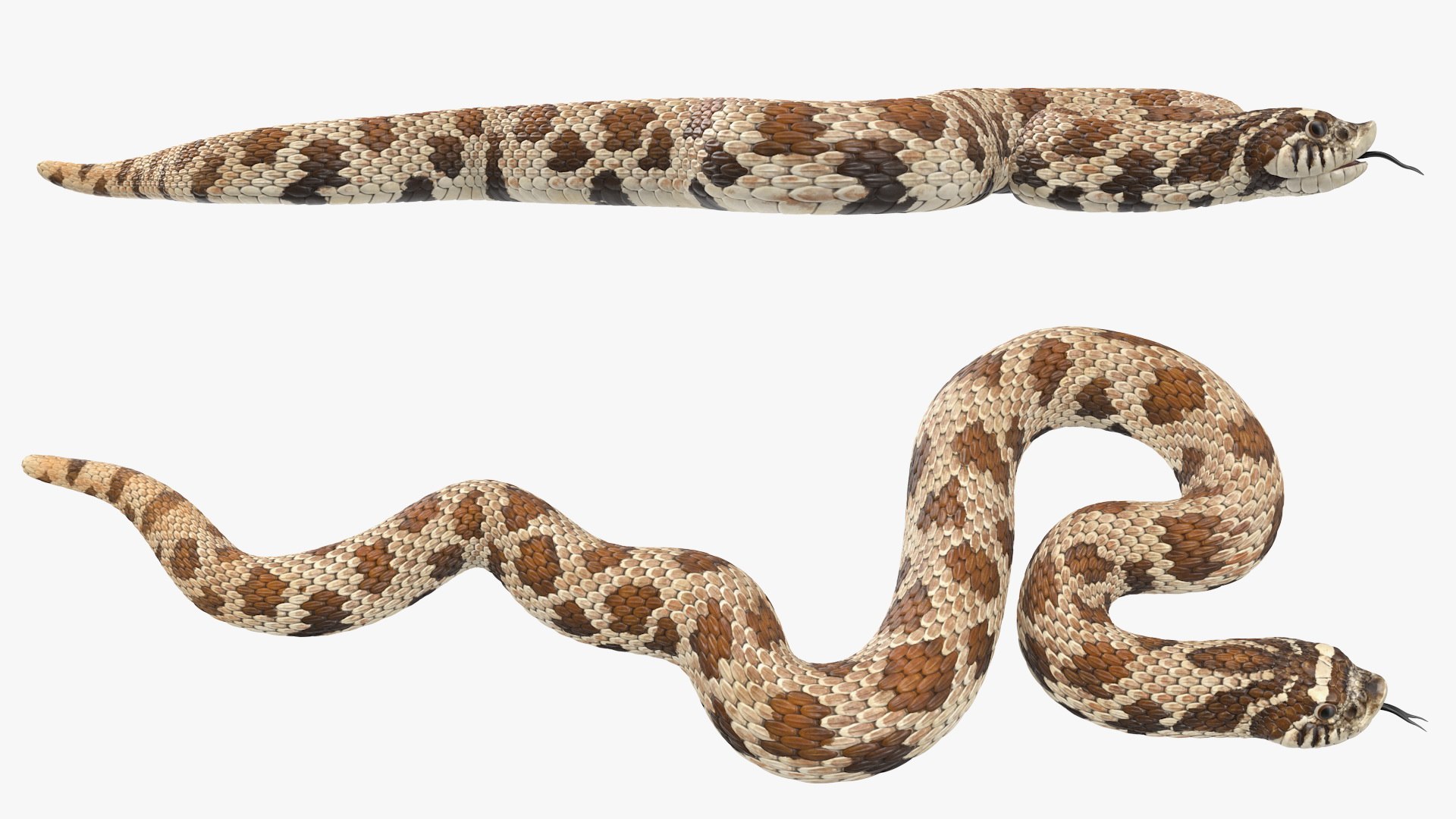 3D brown hognose snake coiled model - TurboSquid 1475427