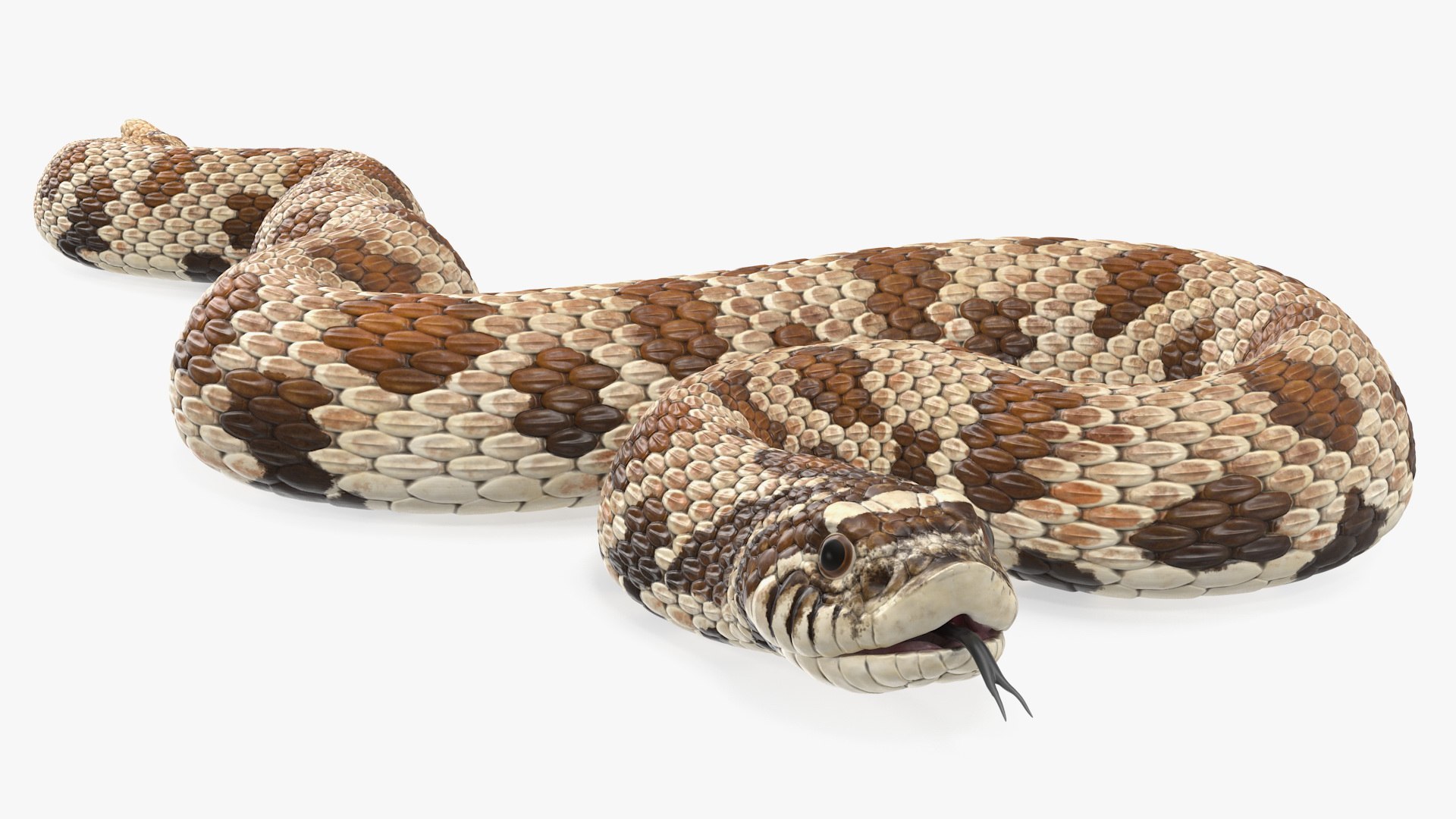 3D brown hognose snake coiled model - TurboSquid 1475427
