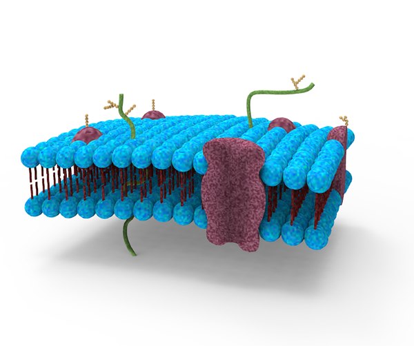 3D Glycolipid Models | TurboSquid