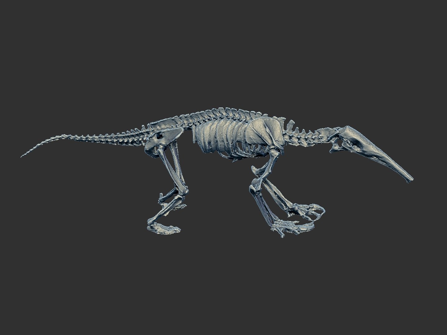 3D Model Ant-eater Skeleton - TurboSquid 1571170