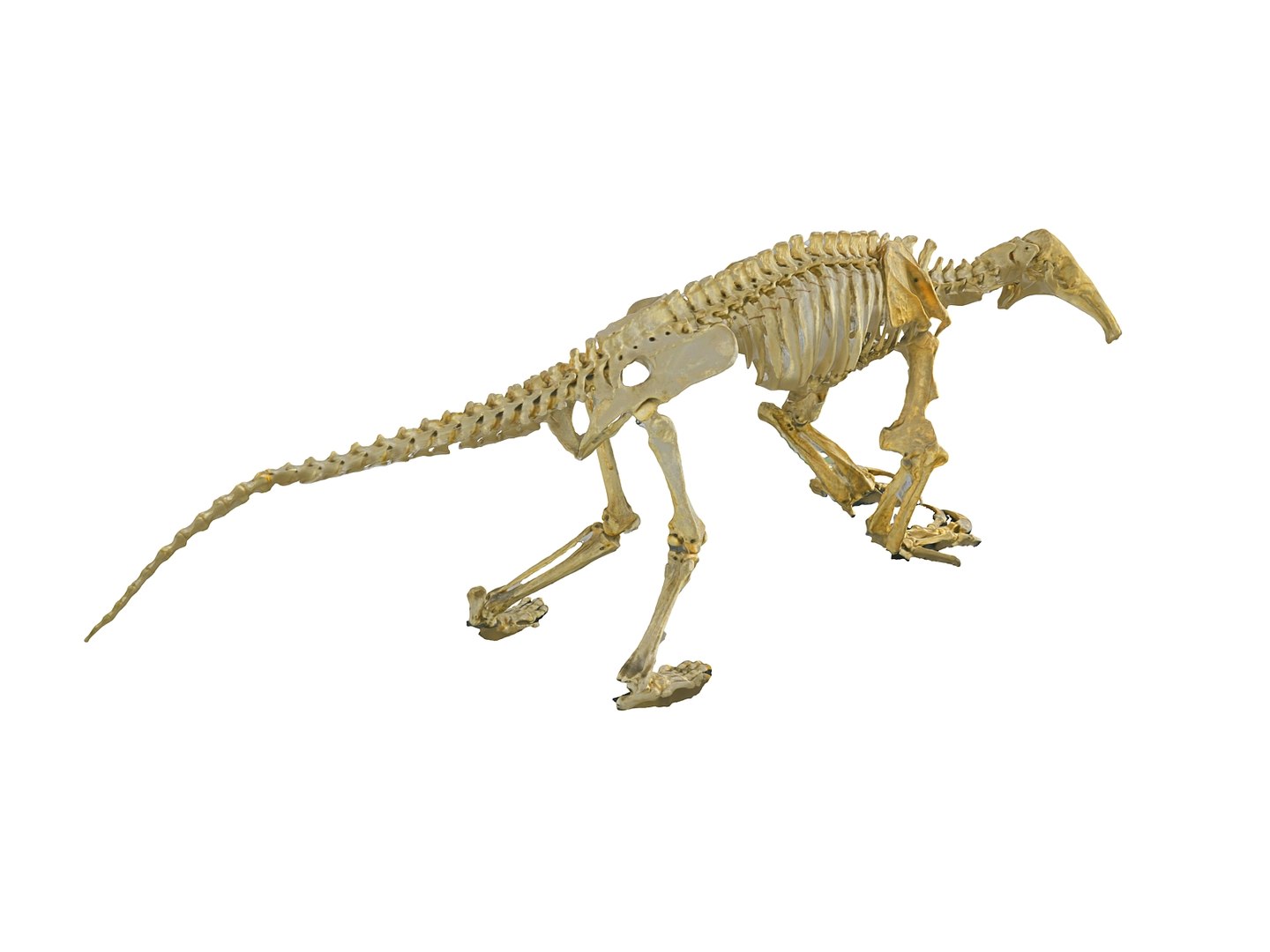 3D Model Ant-eater Skeleton - TurboSquid 1571170