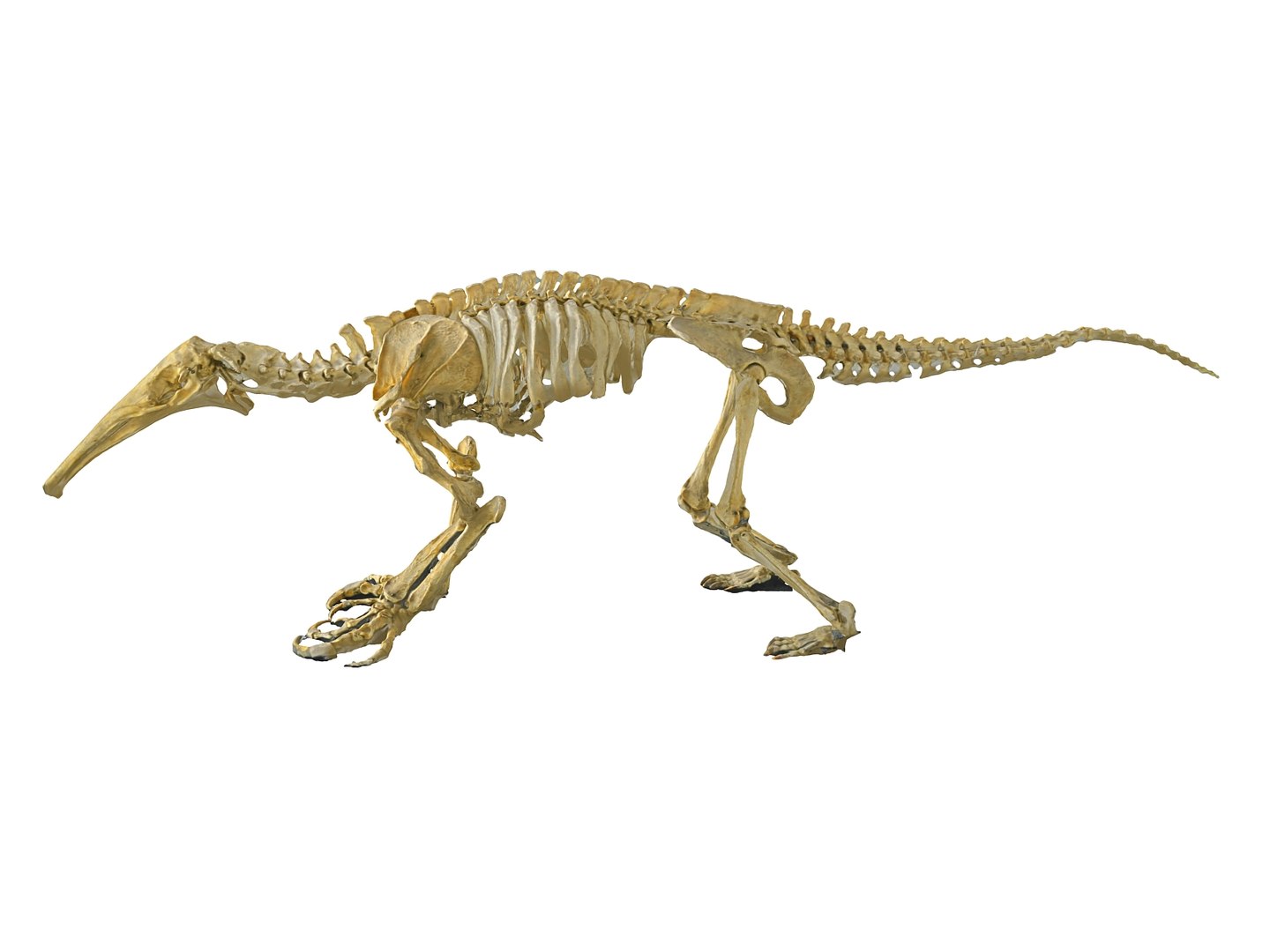 3D Model Ant-eater Skeleton - TurboSquid 1571170