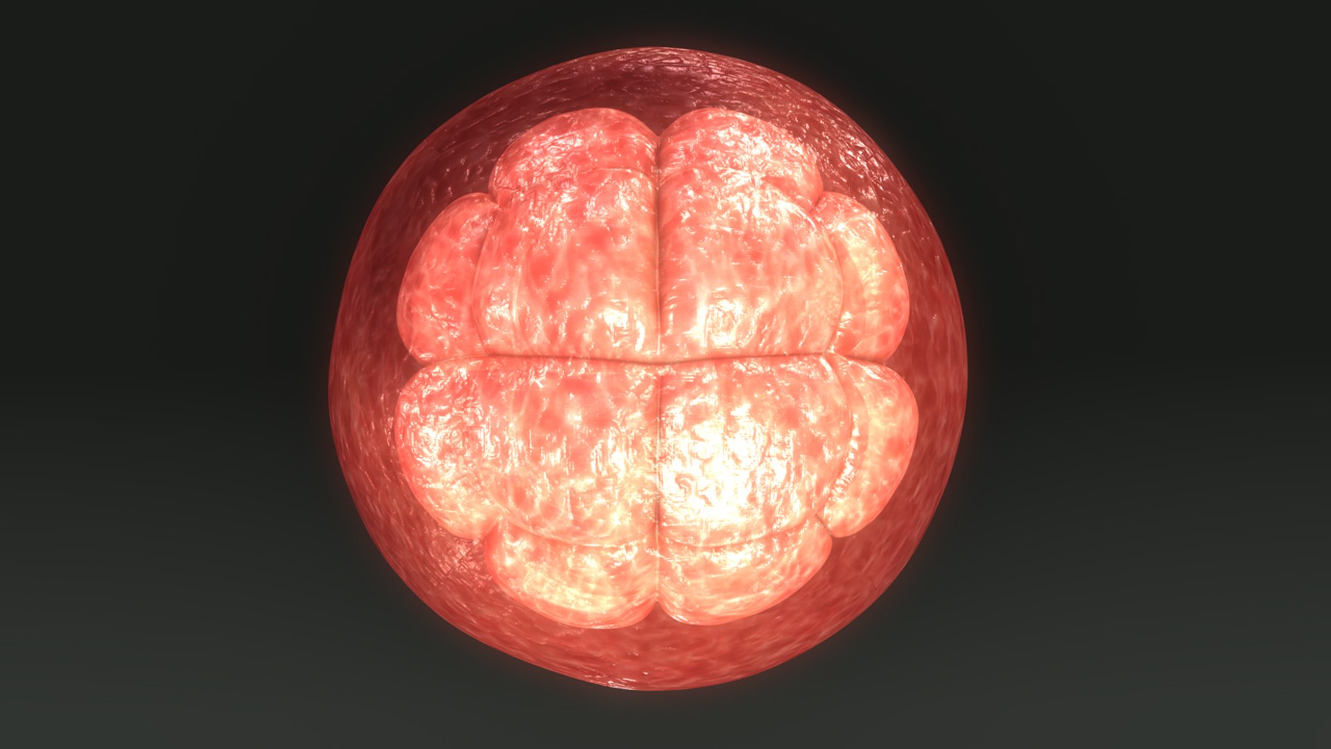 3d Model Cell Division