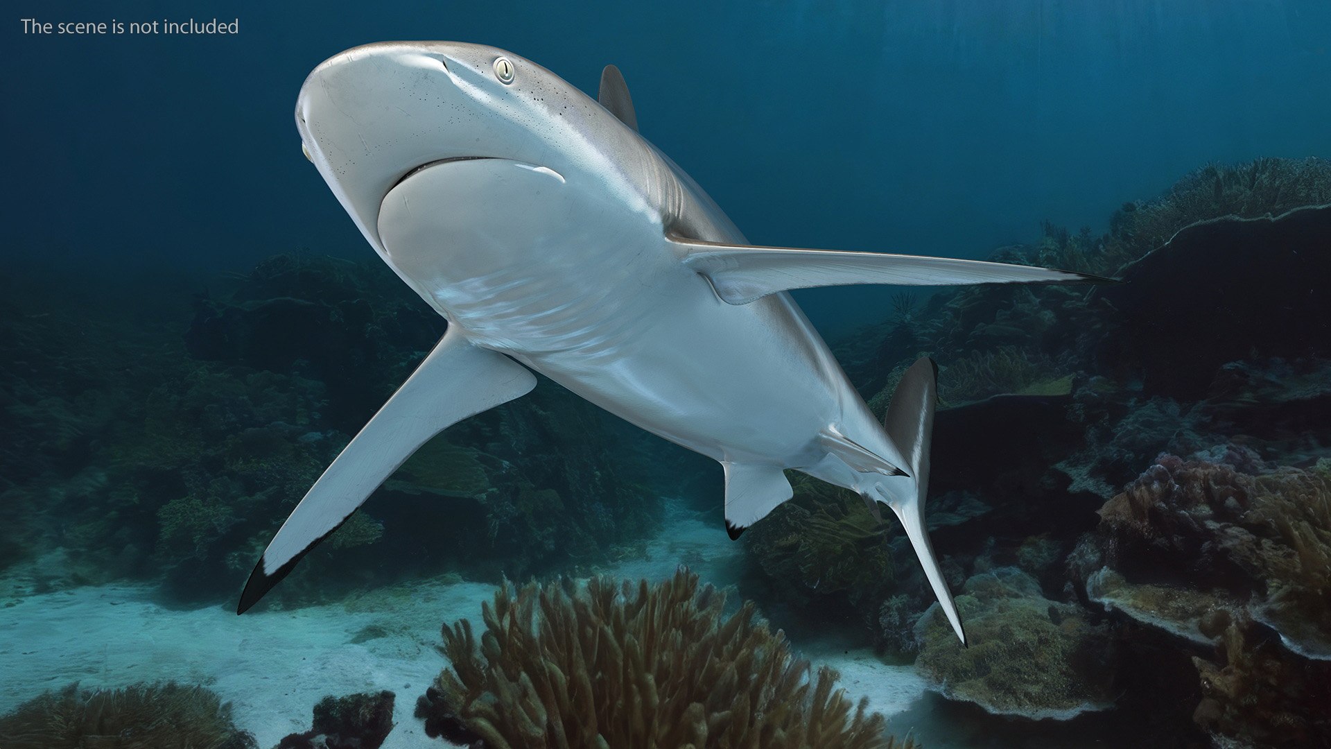 Realistic Silky Shark 3D Model - TurboSquid 2261408