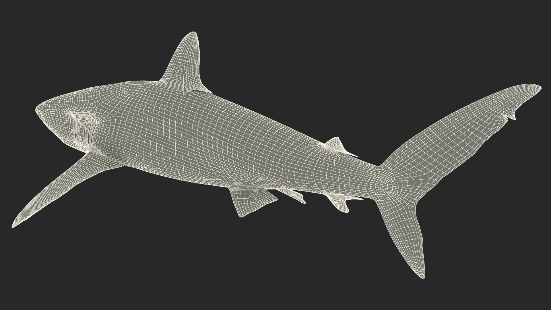 Realistic Silky Shark 3D Model - TurboSquid 2261408