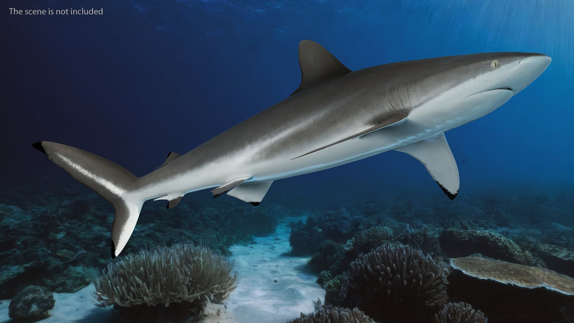 Realistic Silky Shark 3D Model - TurboSquid 2261408
