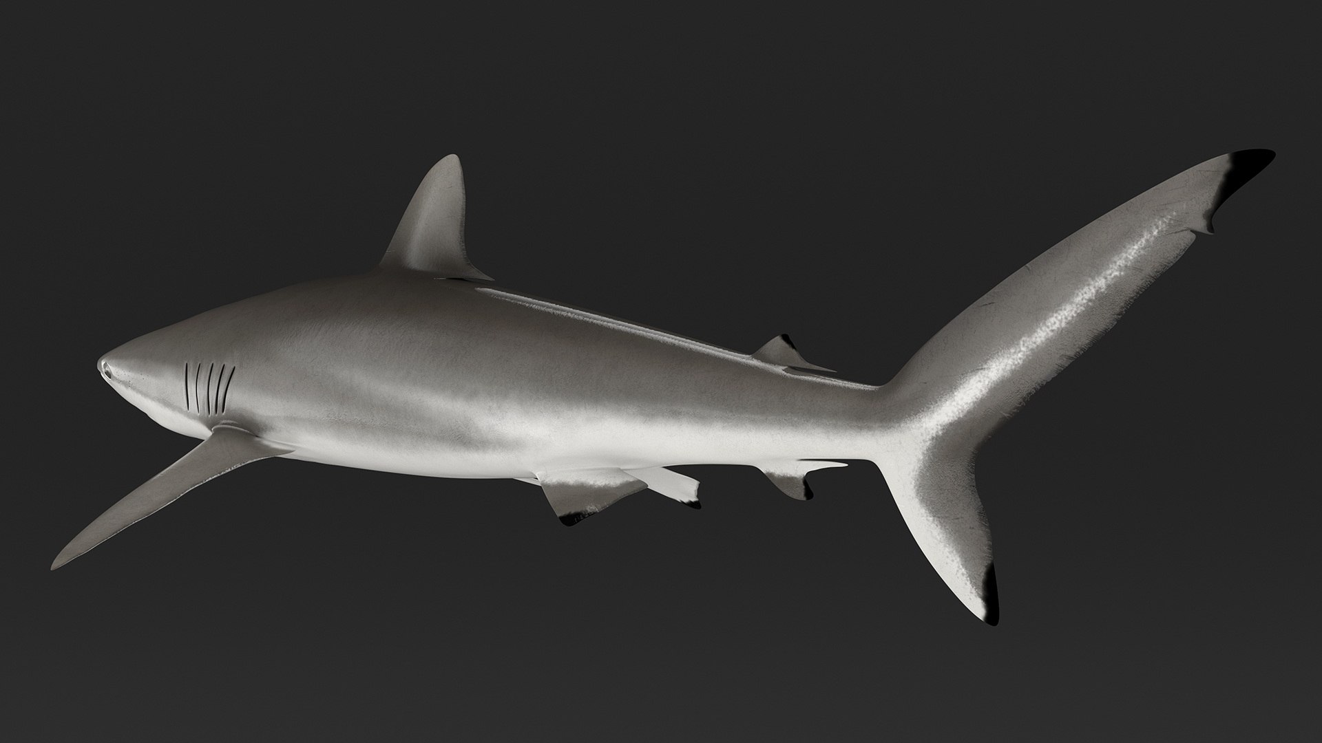 Realistic Silky Shark 3D Model - TurboSquid 2261408
