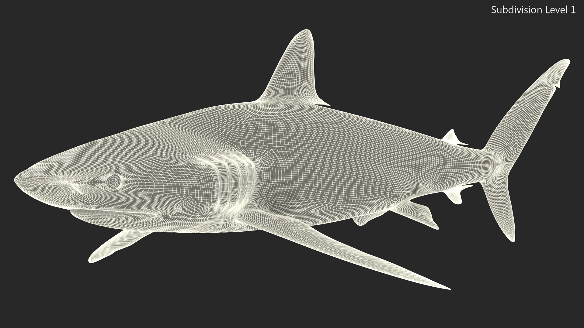 Realistic Silky Shark 3D Model - TurboSquid 2261408