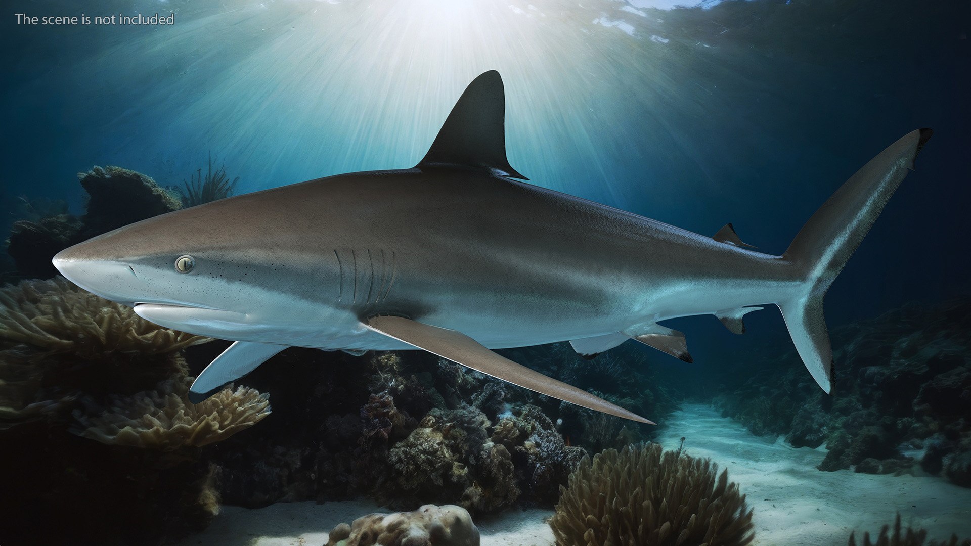 Realistic Silky Shark 3D Model - TurboSquid 2261408