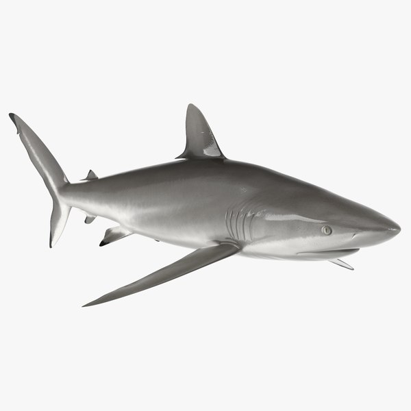 modelo 3d Tiburón sedoso realista - TurboSquid 2261408