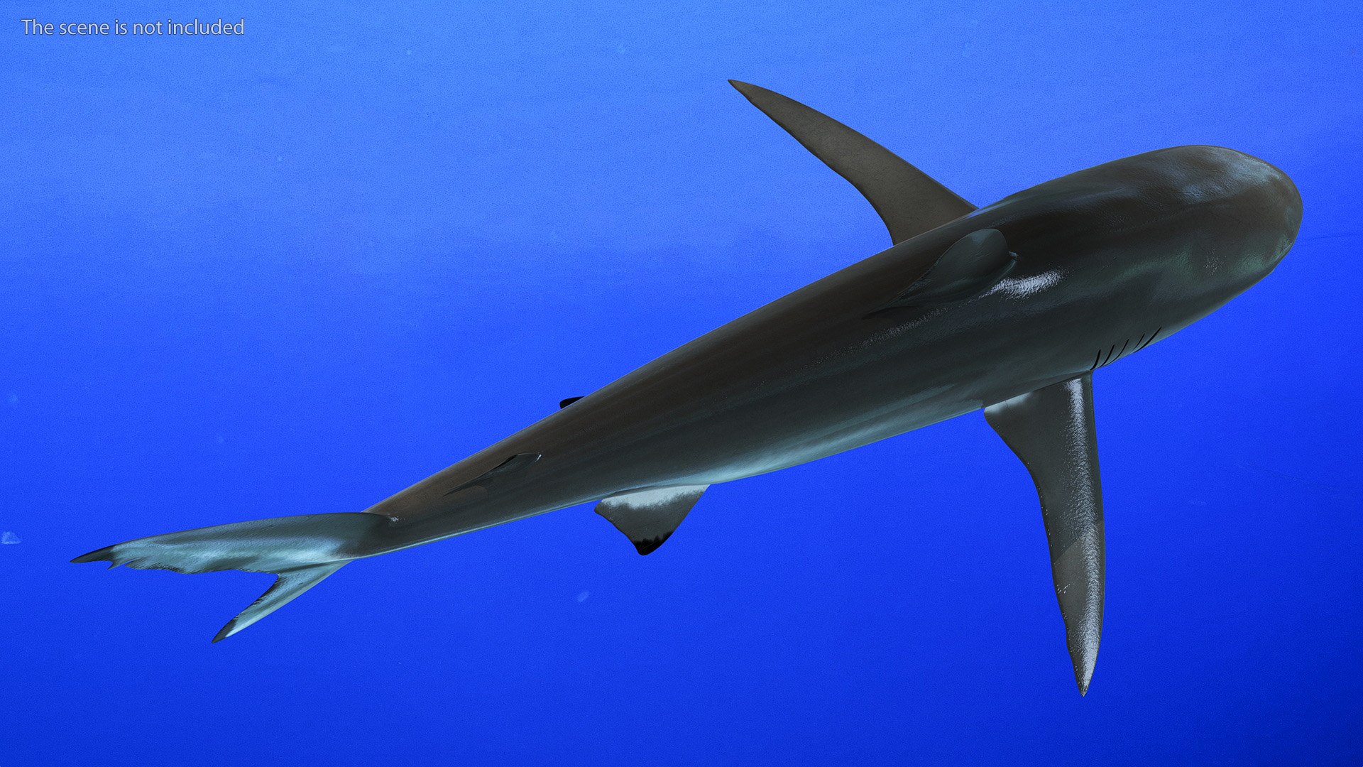 Realistic Silky Shark 3D Model - TurboSquid 2261408