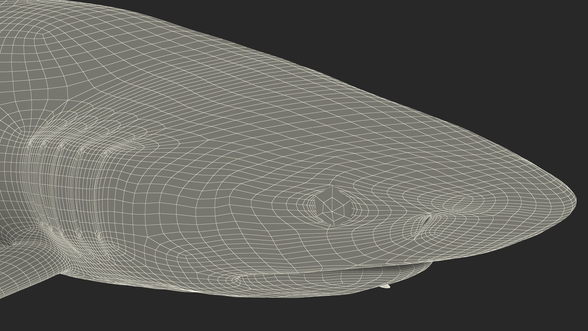 Realistic Silky Shark 3D Model - TurboSquid 2261408