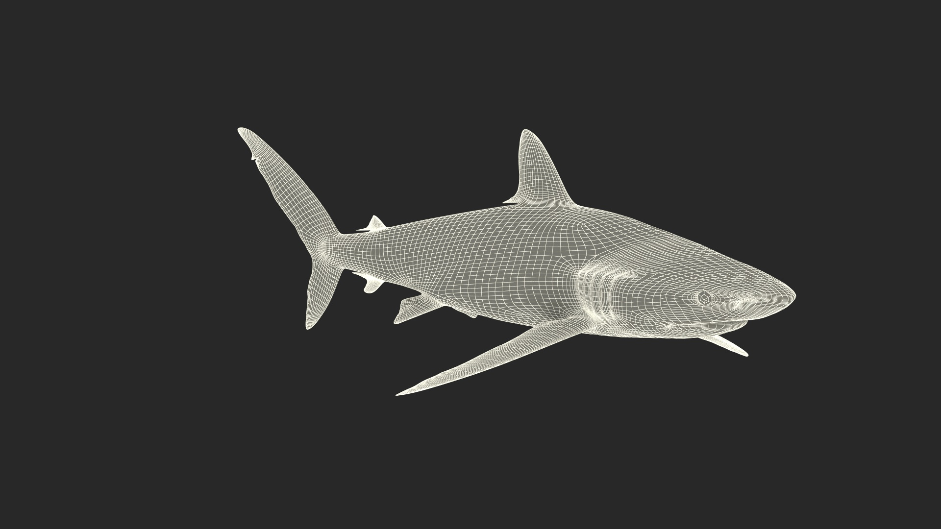 Realistic Silky Shark 3D Model - TurboSquid 2261408