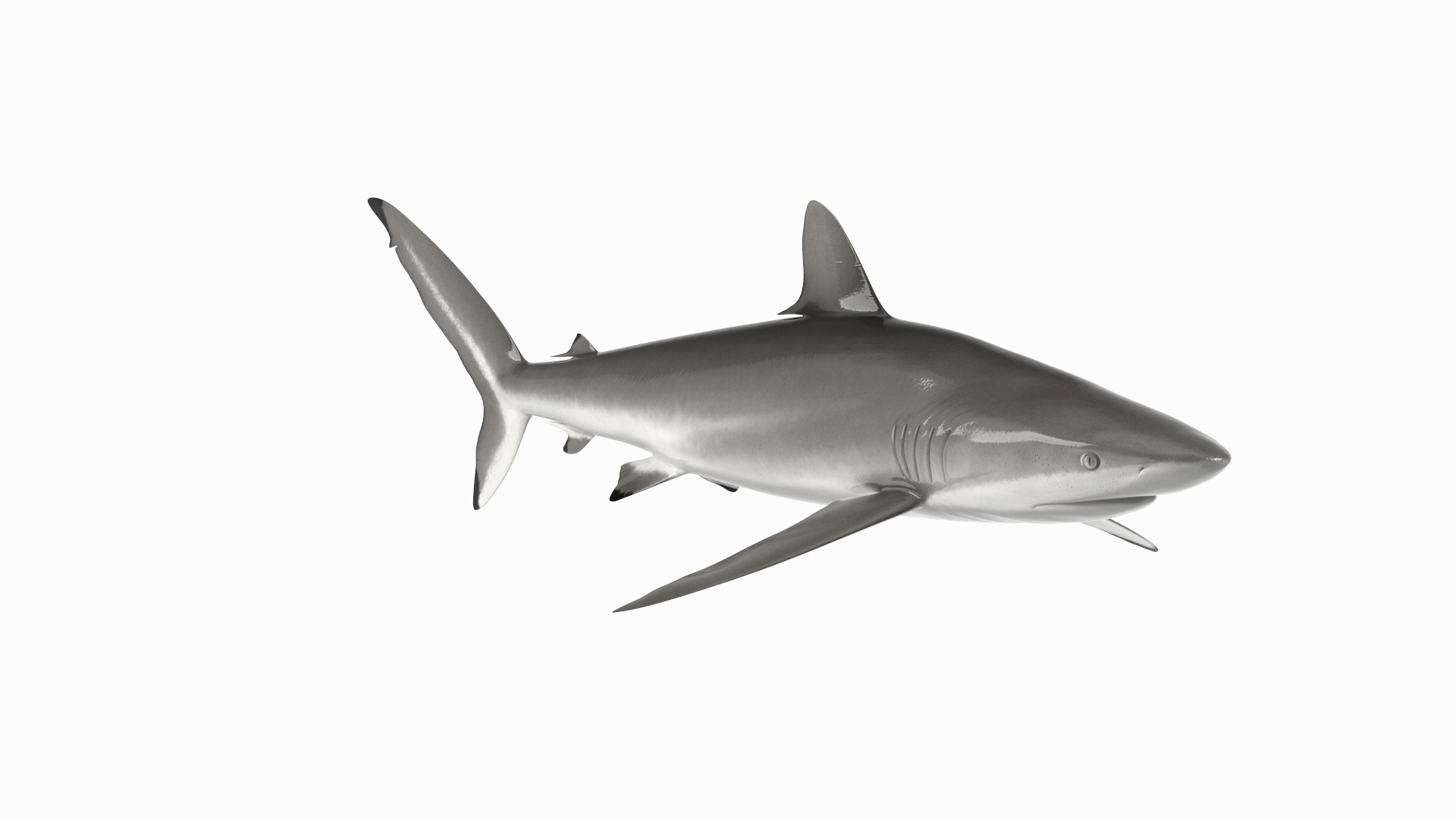 Realistic Silky Shark 3D Model - TurboSquid 2261408