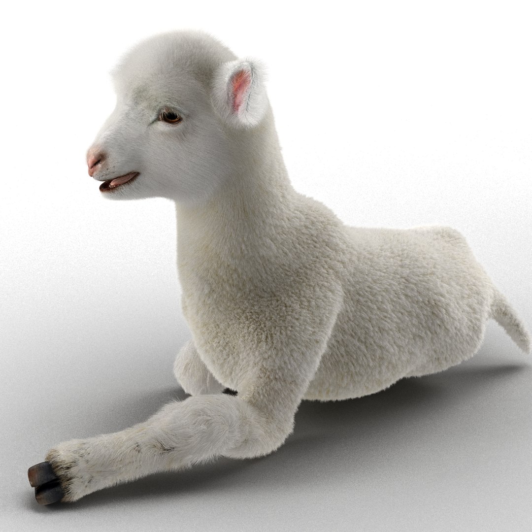 3d model lamb pose 4 fur