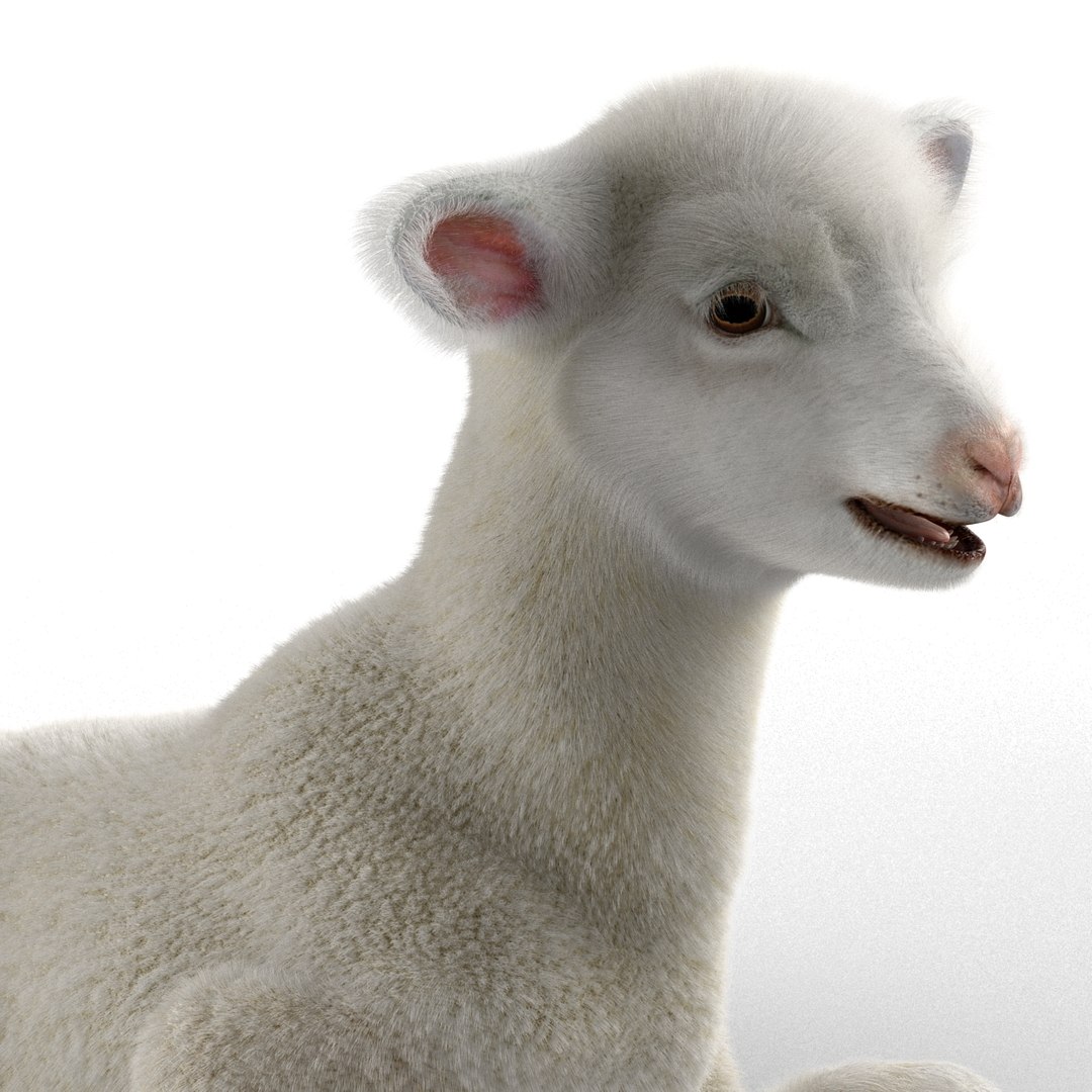 3d model lamb pose 4 fur