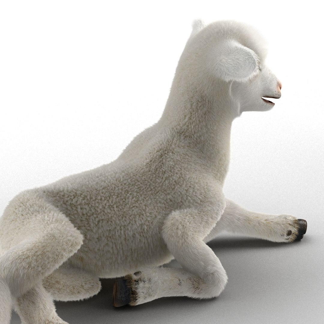 3d model lamb pose 4 fur