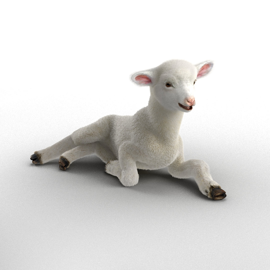 3d Model Lamb Pose 4 Fur