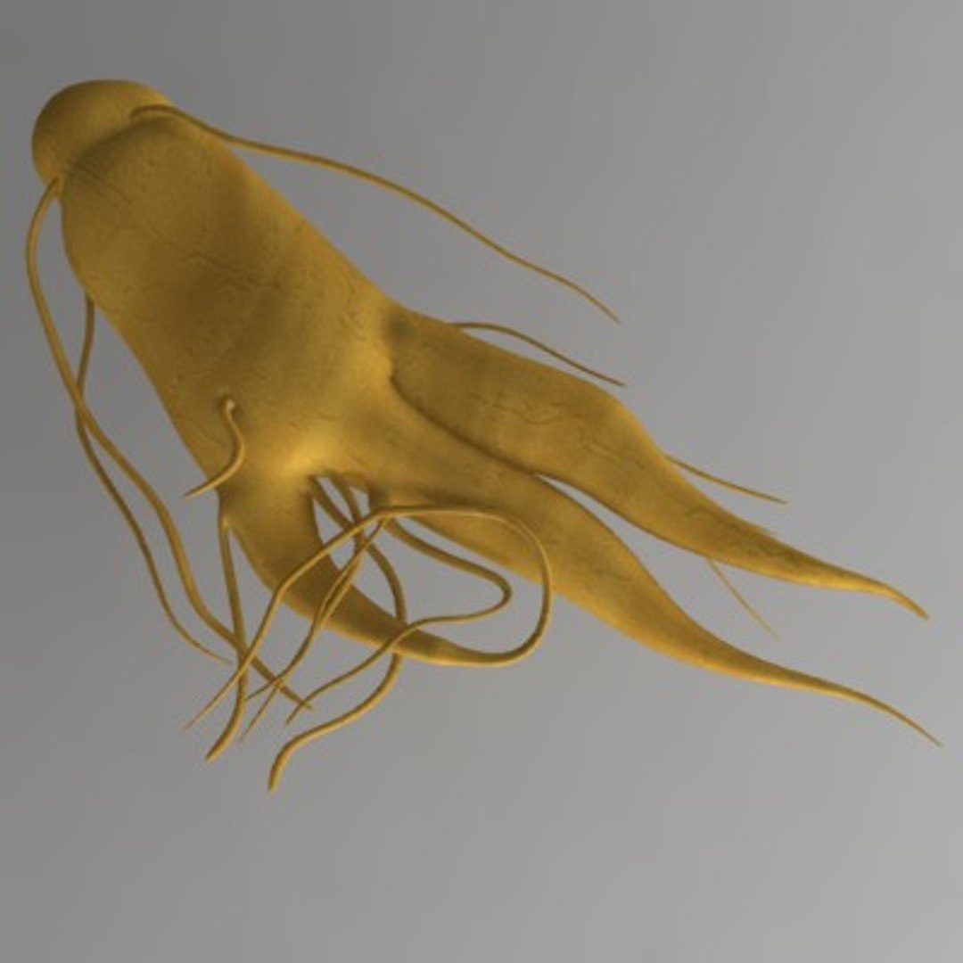 Ginseng Root 3d 3ds
