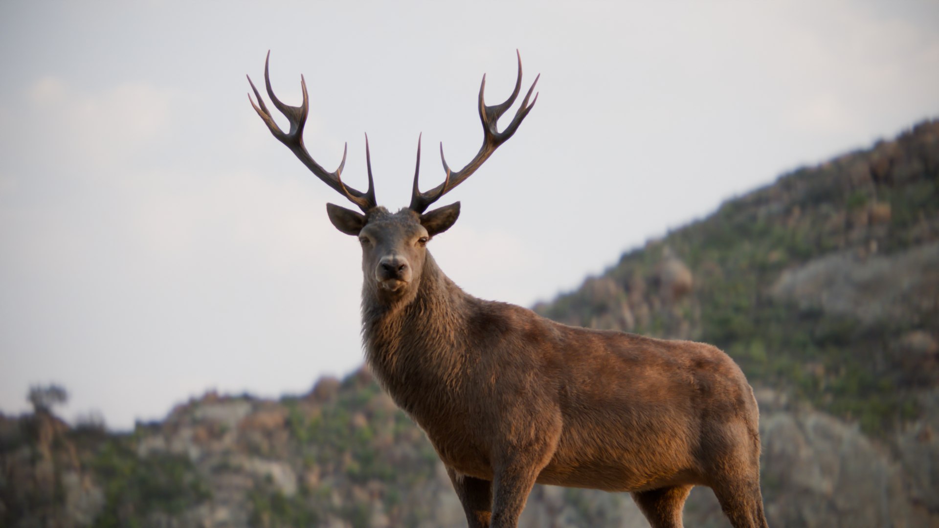 3D Model Majestic Stag - TurboSquid 2324556