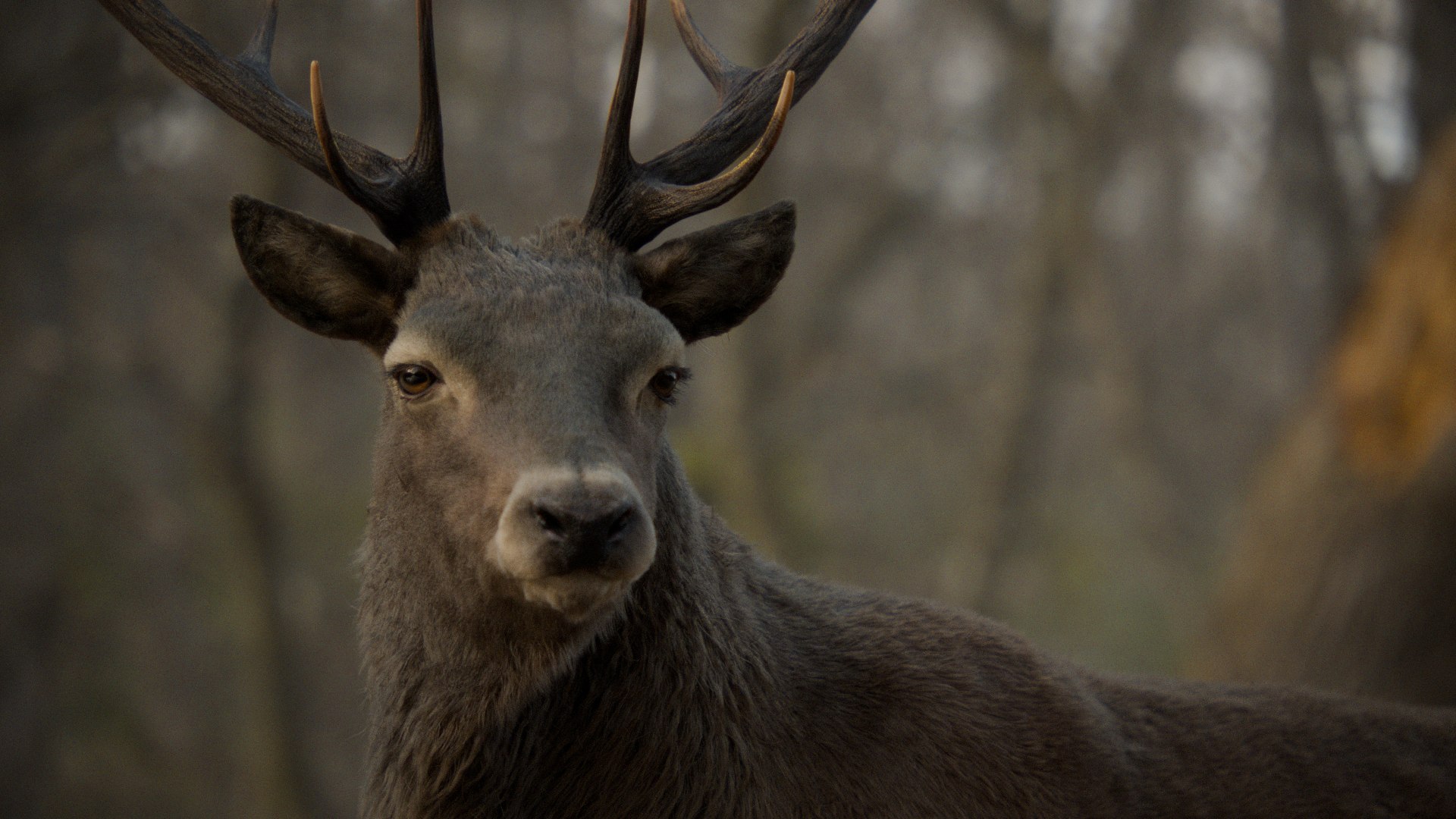 3D Model Majestic Stag - TurboSquid 2324556