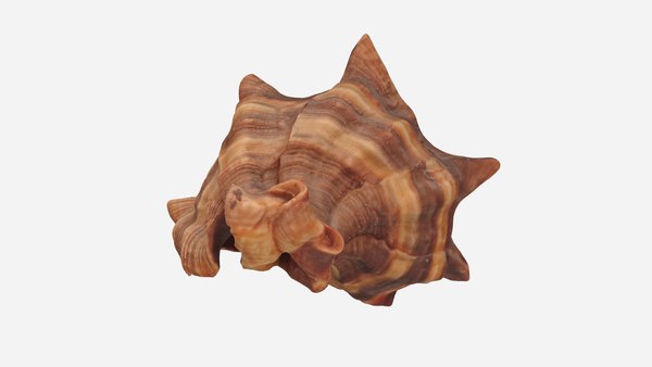 Photogrammetry sea shell 3D - TurboSquid 1412762