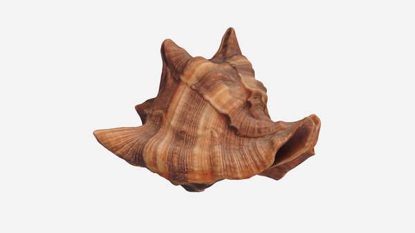 Photogrammetry sea shell 3D - TurboSquid 1412762