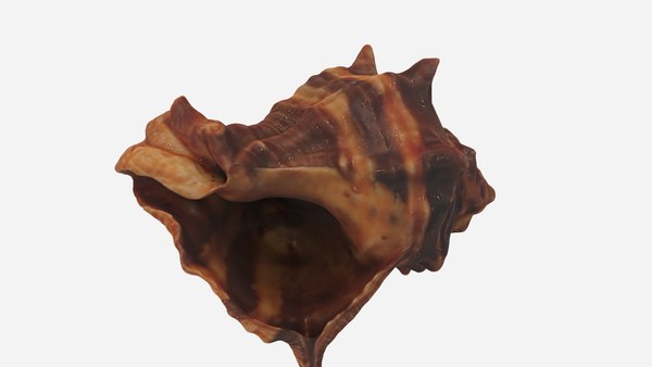 Photogrammetry sea shell 3D - TurboSquid 1412762