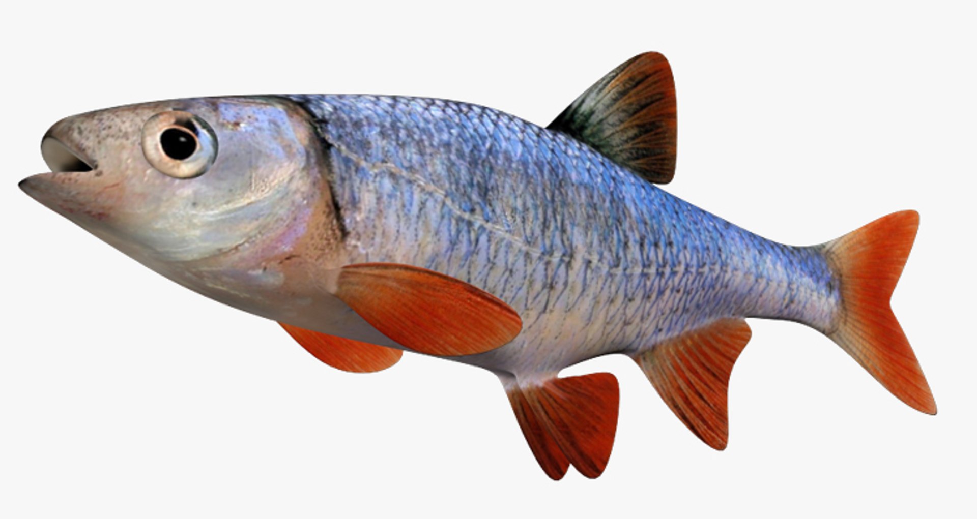 3ds Max Lythrurus Redfin Shiner